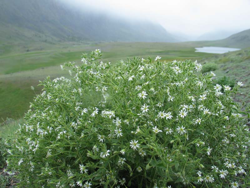 Звездчатка